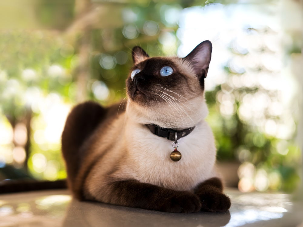 Siameser | Racekatte | Netdyredoktor