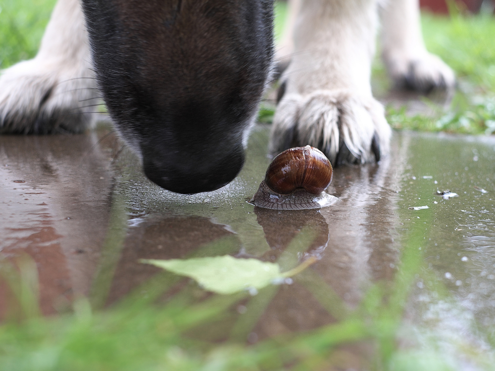 Orm hos hunde | Netdyredoktor