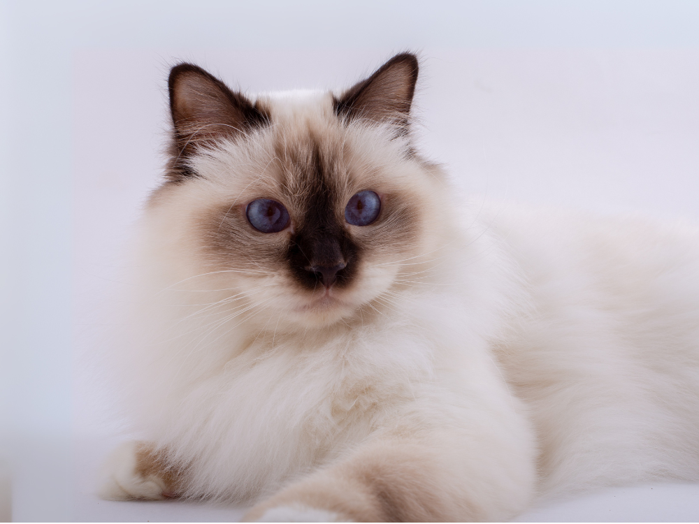 Hellig Birma | Racekatte | Netdyredoktor