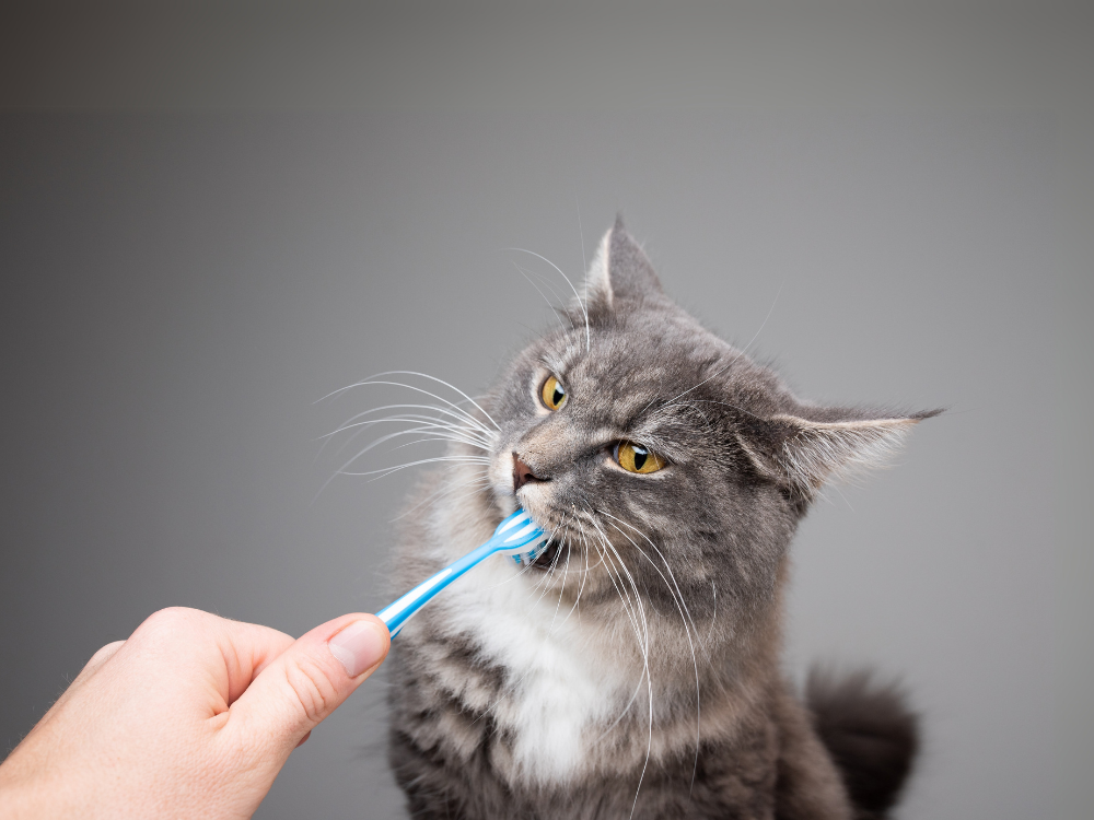 Hvad er en tandbyld hos katte? | Netdyredoktor