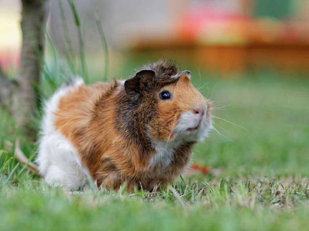 Bylder hos marsvin⎮Netdyredoktor.dk