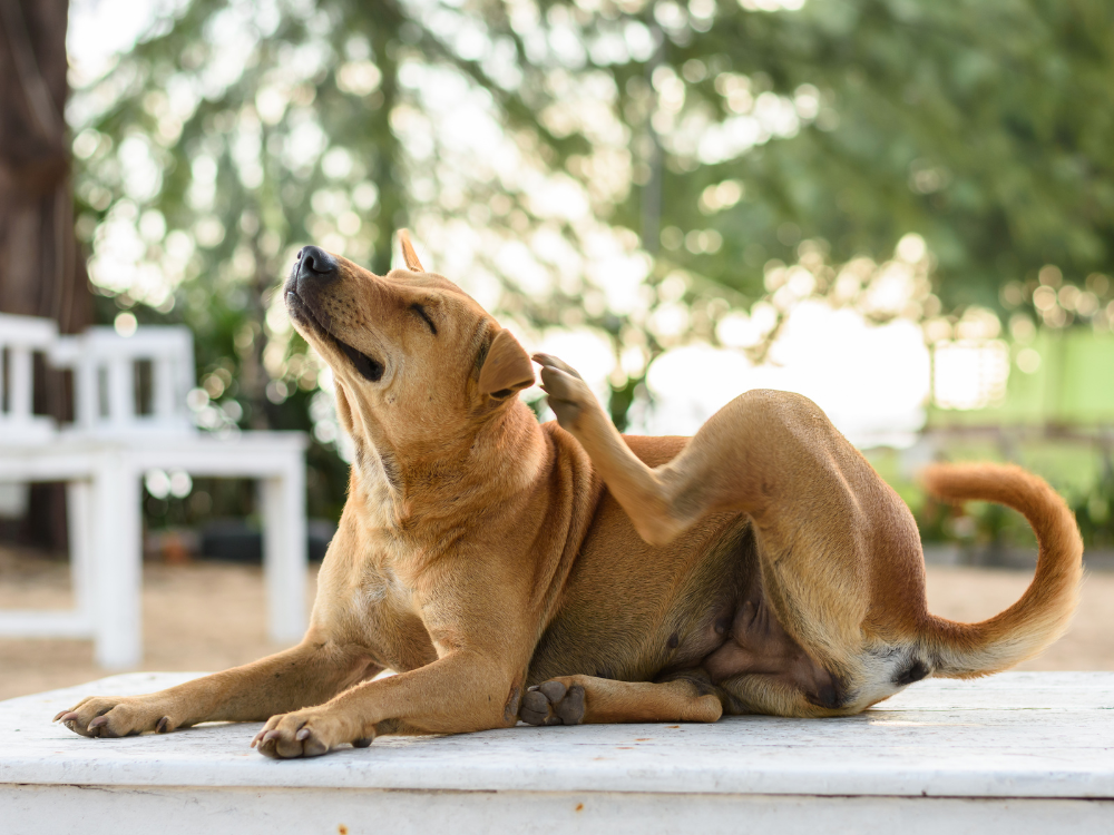 Skab hos hunde │ Symptomer og behandling
