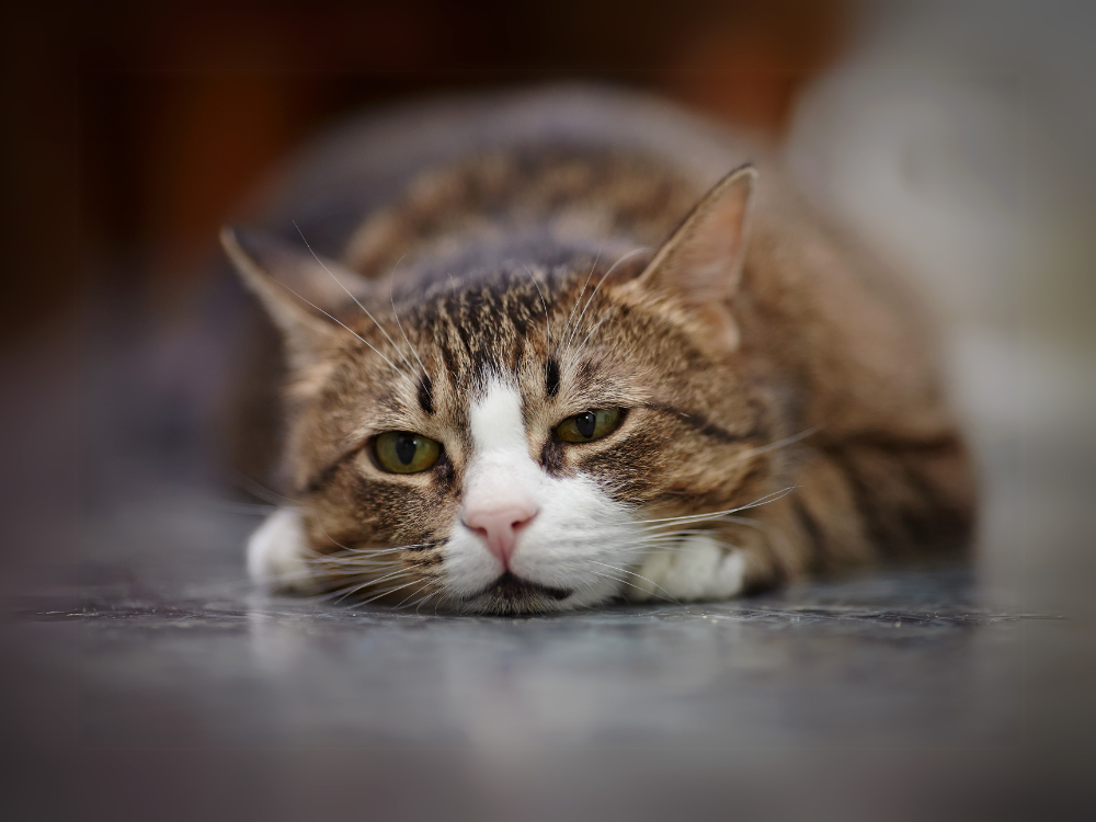 Bylder og bidsår hos katte⎮Netdyredoktor.dk